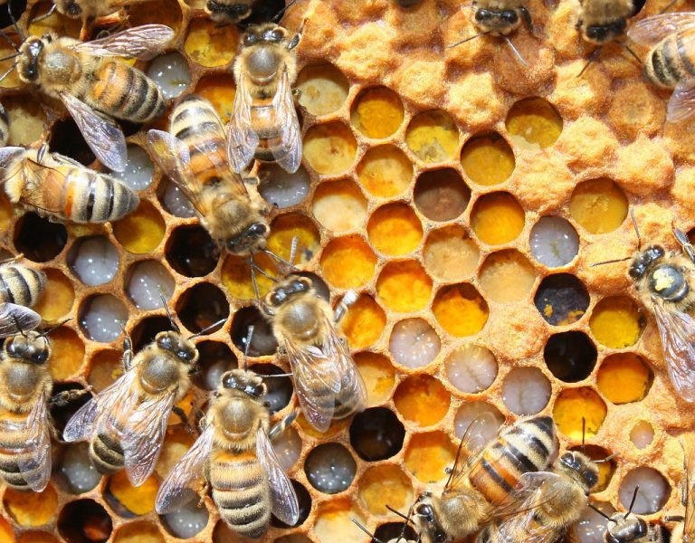 Yuk Intip, Keistimewaan Lebah (Bagian 2) - Lembaga Dakwah Islam Indonesia