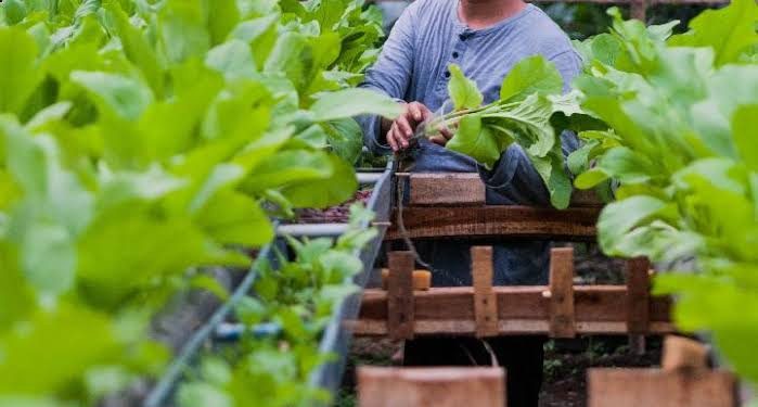Menilik Prospek Cerah Bayam Jepang (Horenso) sebagai Komoditas Unggulan ...
